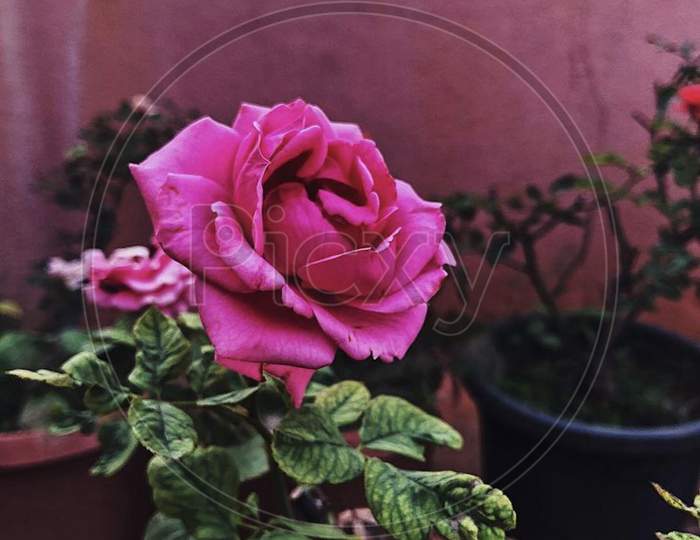 Image of Rosa Bella (the pick rose)-XV409797-Picxy
