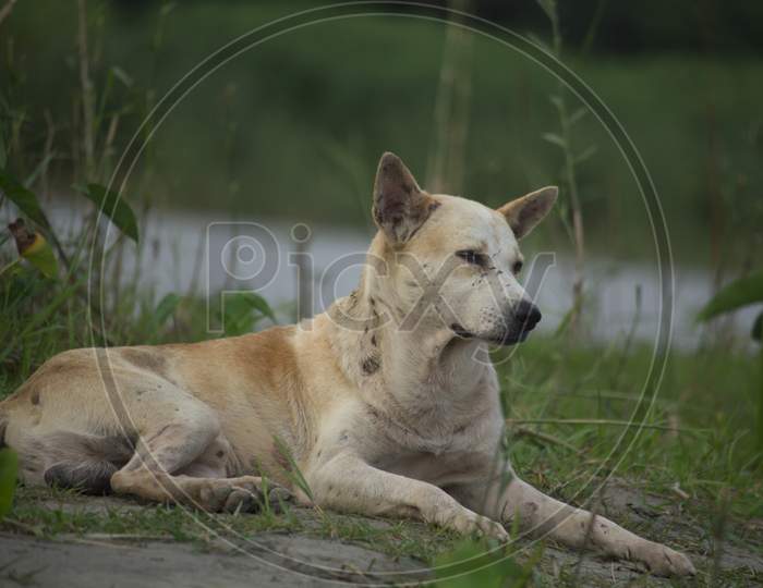 Image of The Bangladeshi Dog Is Lying Down Waiting For The Prey ...