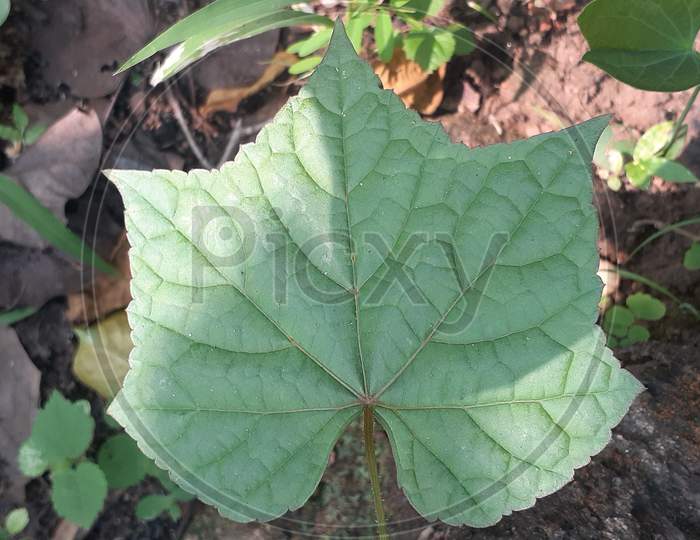 Image of Used in forest for bind wood-QD653805-Picxy