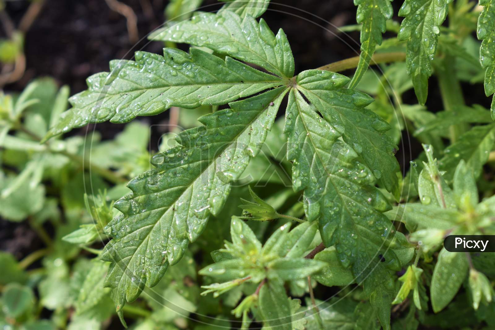 Image of Closeup Of Cannabis Sativa Also Known As Bhang In India With Water Drops-NZ947725-Picxy