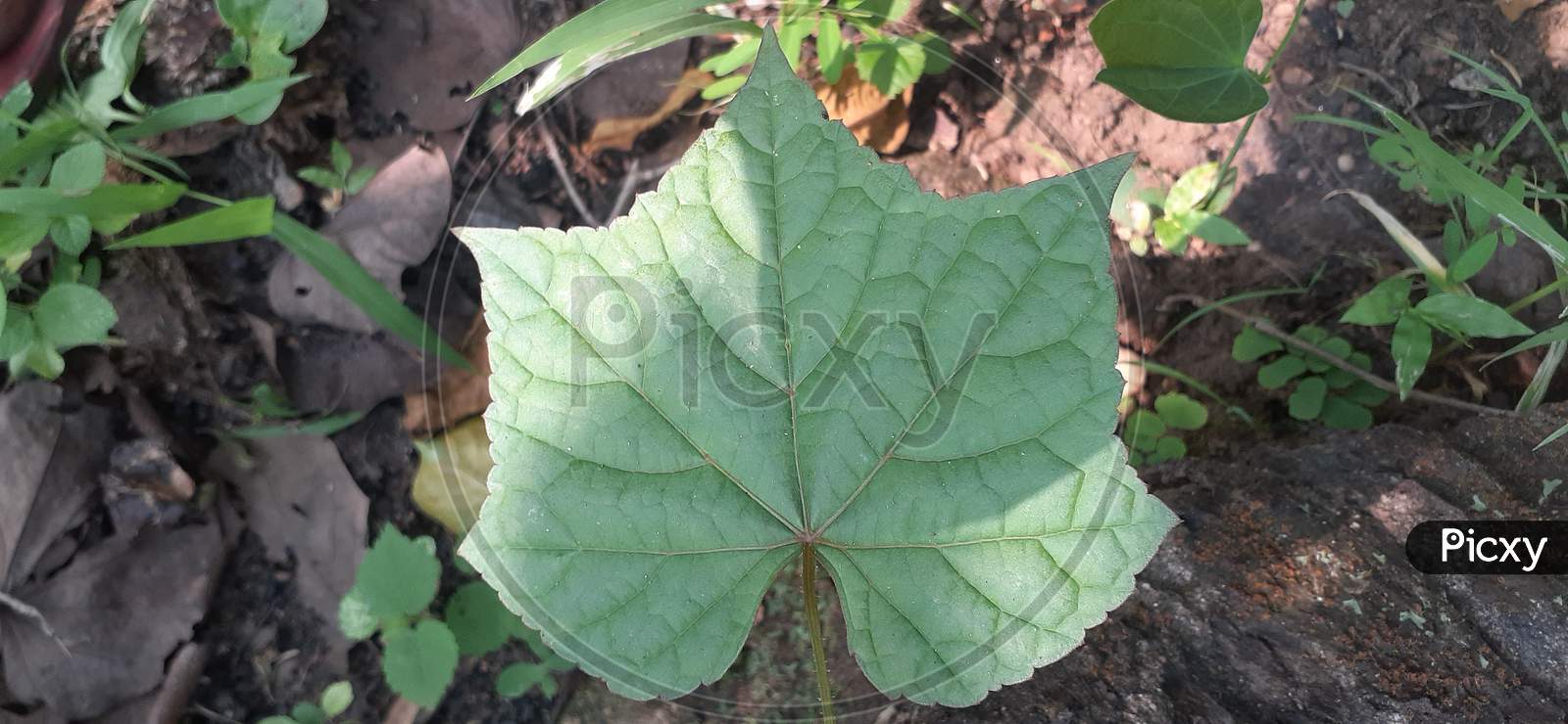 Image of Used in forest for bind wood-QD653805-Picxy