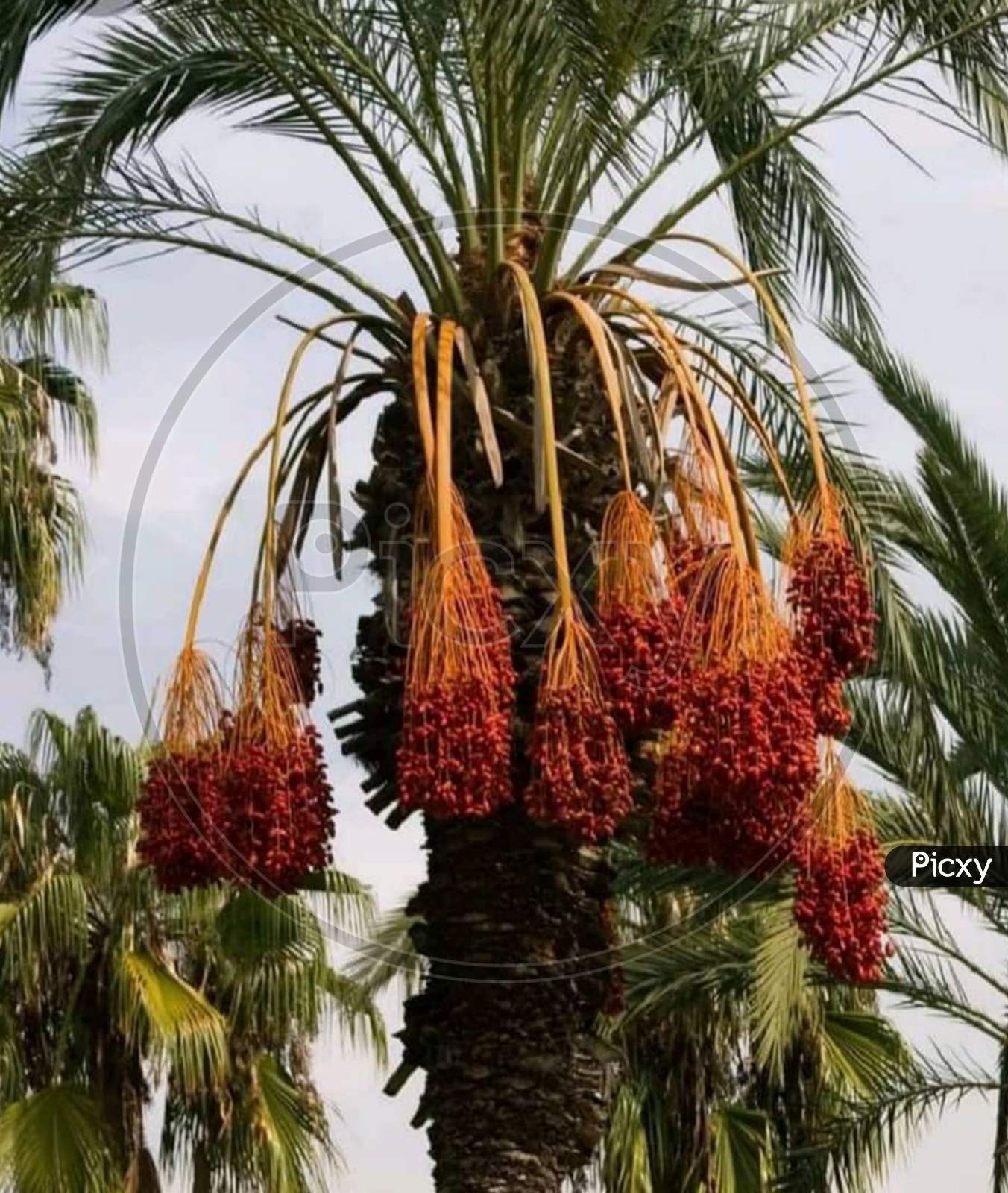 Image of Khajoor Fruit Plant-DM914616-Picxy