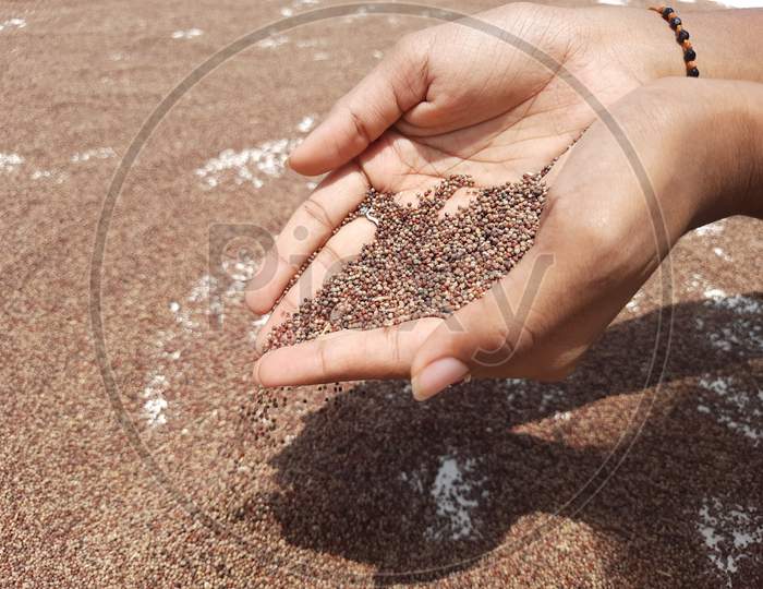 Image of Ragi or Finger Millet holding in hand and spreading to dry ...