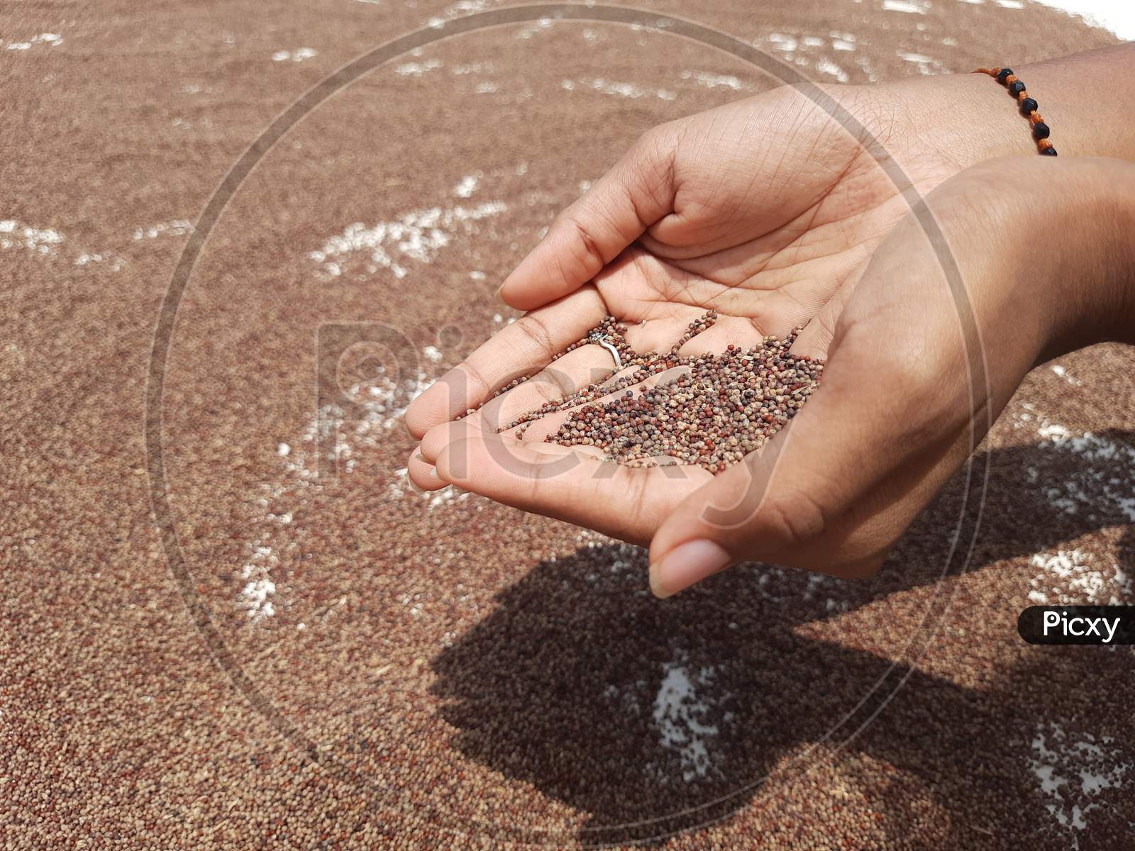 Image of Ragi or Finger Millet holding in hand and spreading to dry ...