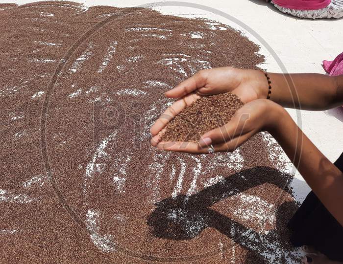 Image of Ragi or Finger Millet holding in hand and spreading to dry ...