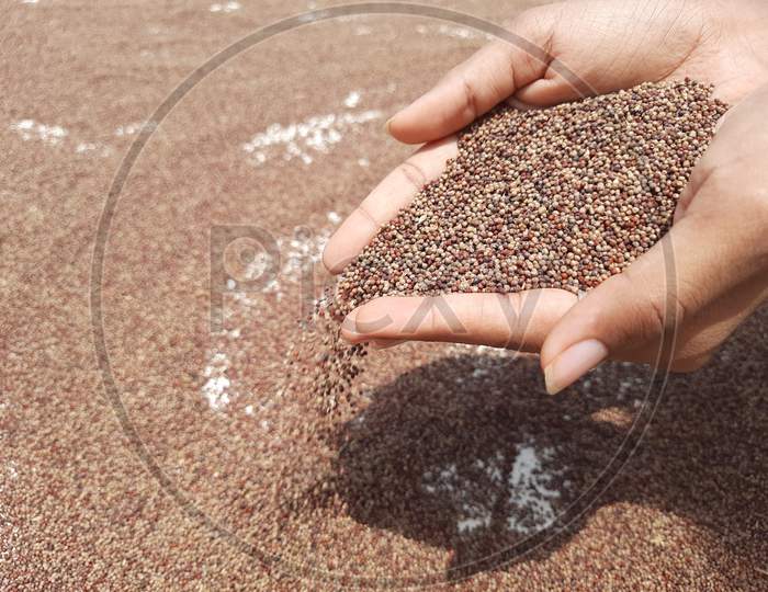 Image of Ragi or Finger Millet holding in hand and spreading to dry ...