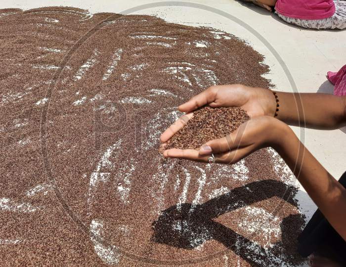 Image of Ragi or Finger Millet holding in hand and spreading to dry ...
