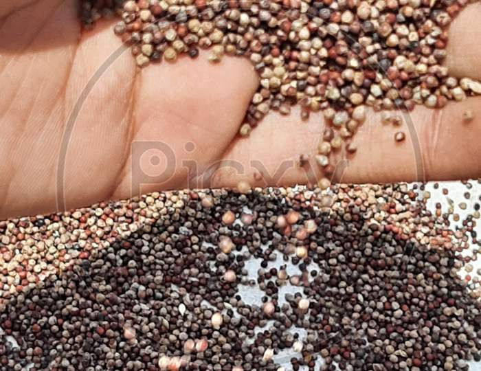 Image of Ragi or Finger Millet holding in hand and spreading to dry ...