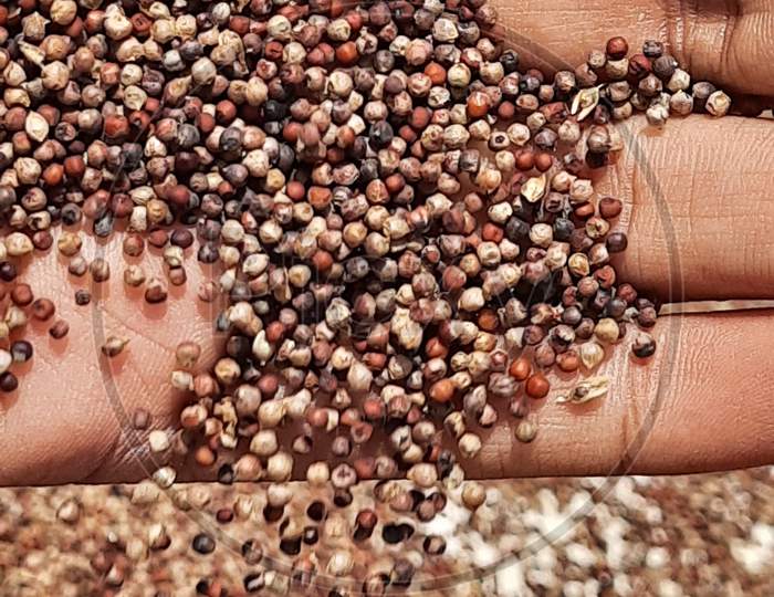 Image of Ragi or Finger Millet holding in hand and spreading to dry ...