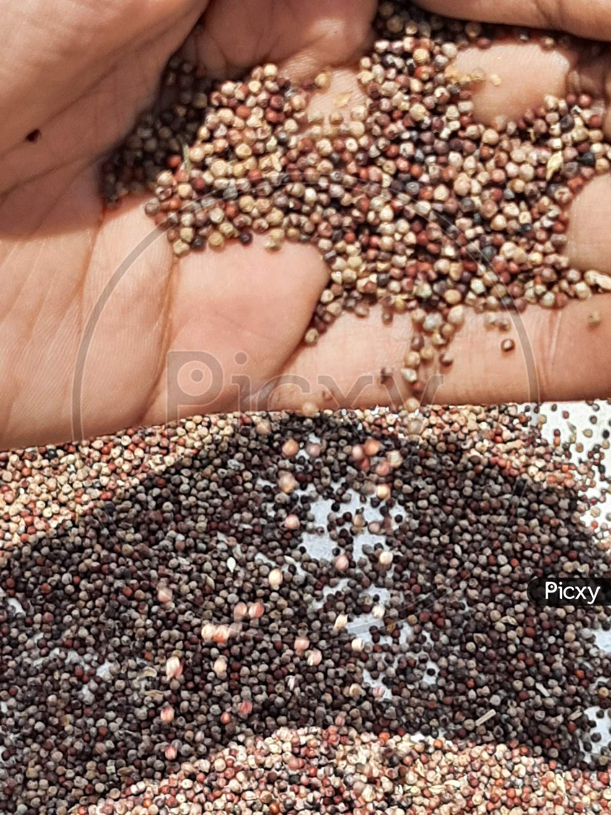 Image of Ragi or Finger Millet holding in hand and spreading to dry ...