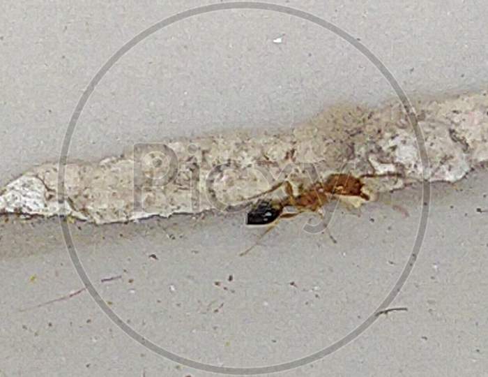 Image of Ant image-AQ963229-Picxy