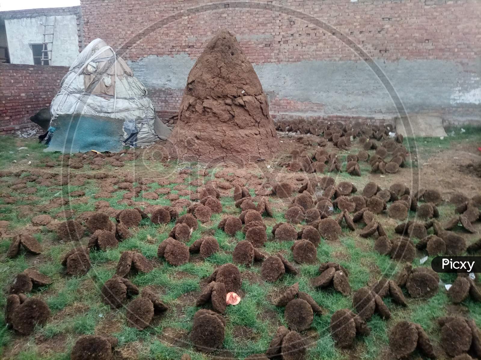 Image of Mahara bitoda-KW500467-Picxy