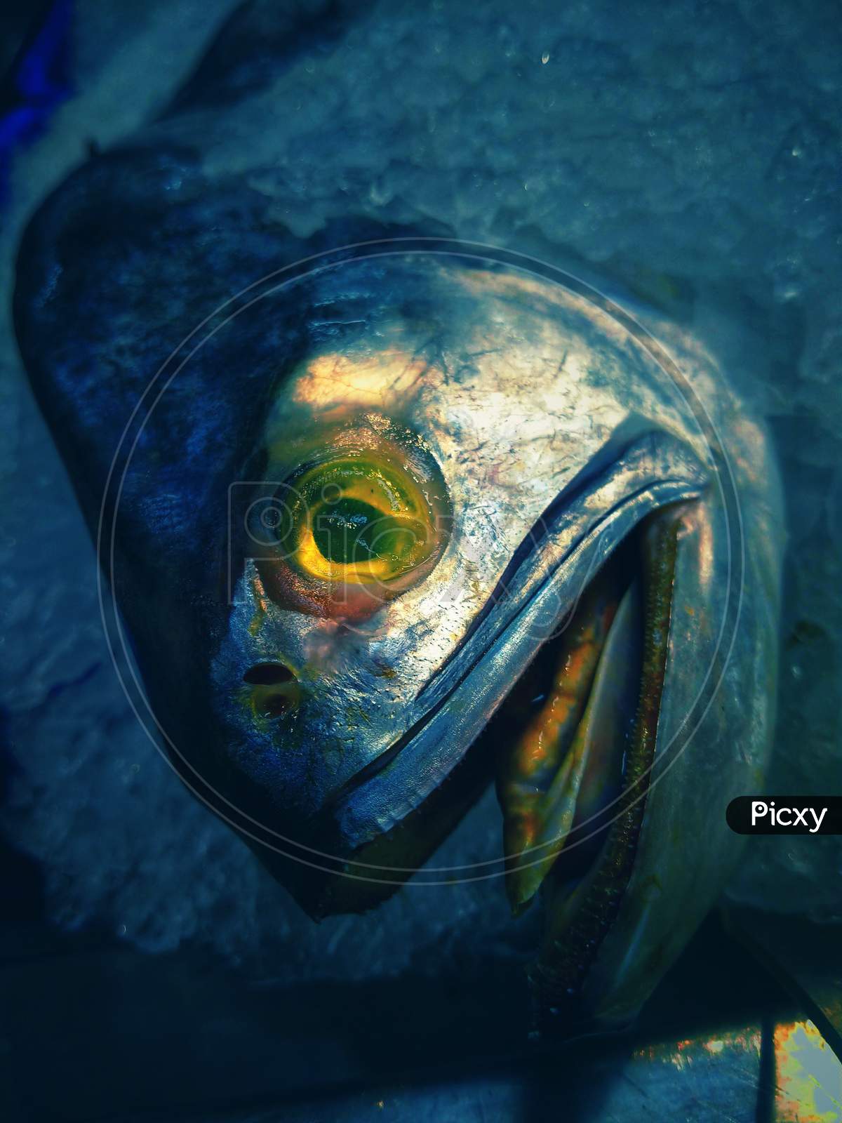 Image of Covid Fish-YN487560-Picxy