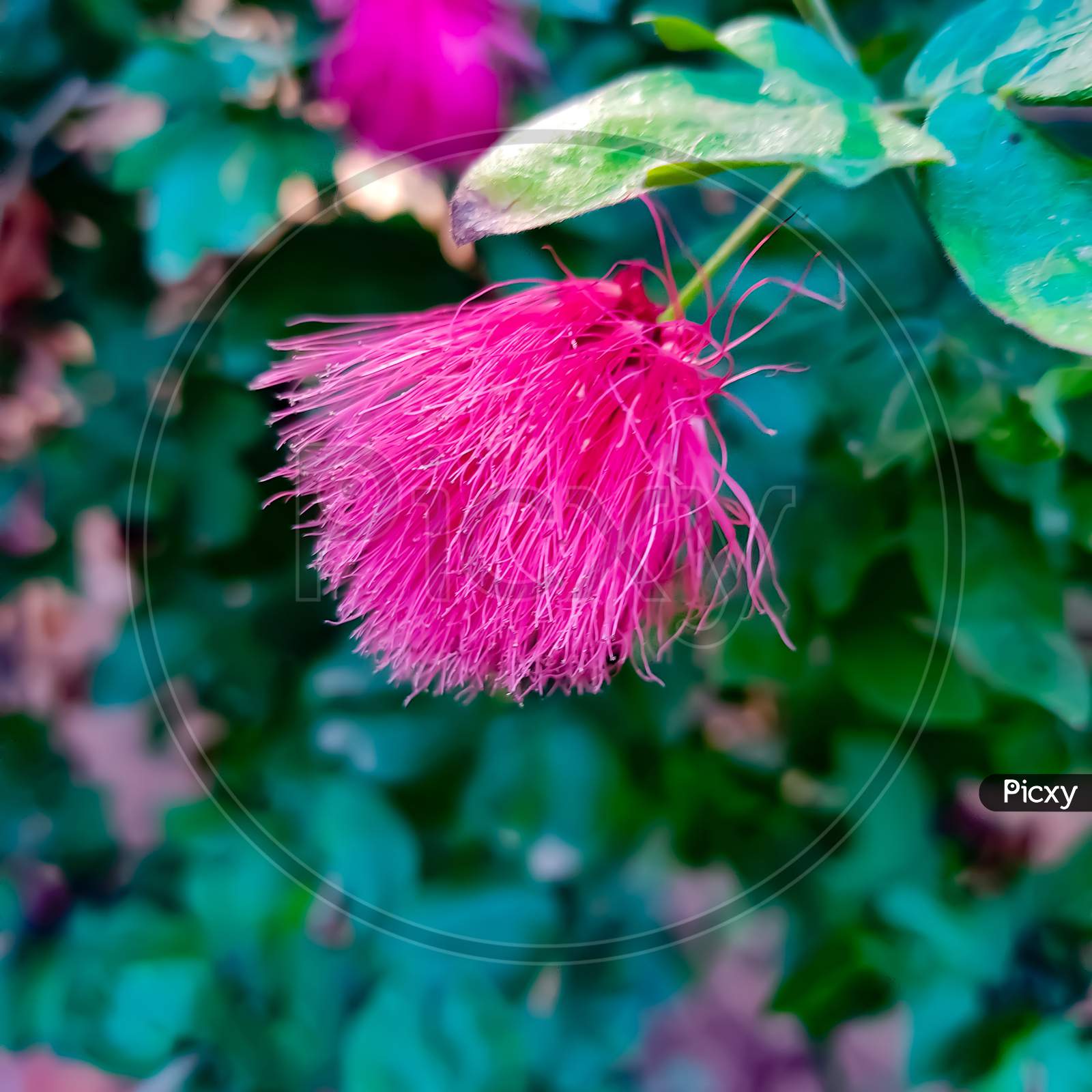 Image of Close-up of Calliandra haematocephala-AW313186-Picxy