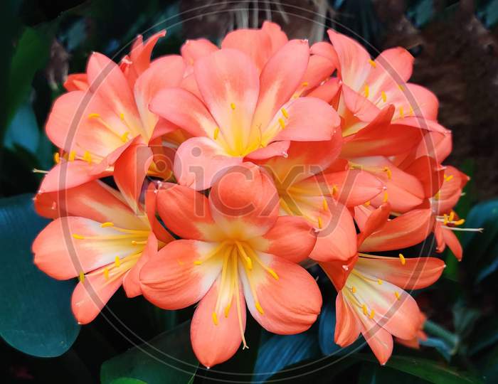 Image of Cluster of orange Clivia flowers in garden Clivia miniata ...