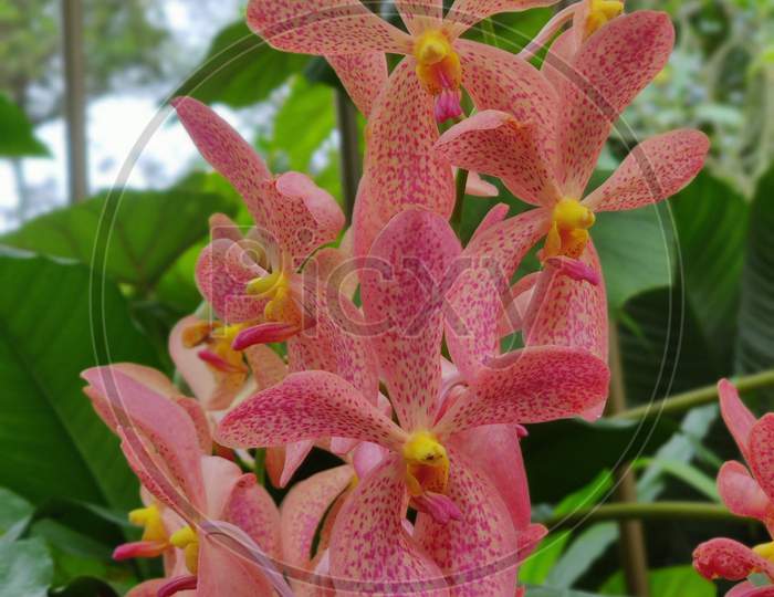 Image of Selective focused view of Fresh yellow Mokara orchid flowers (hybrid orchid) with ...