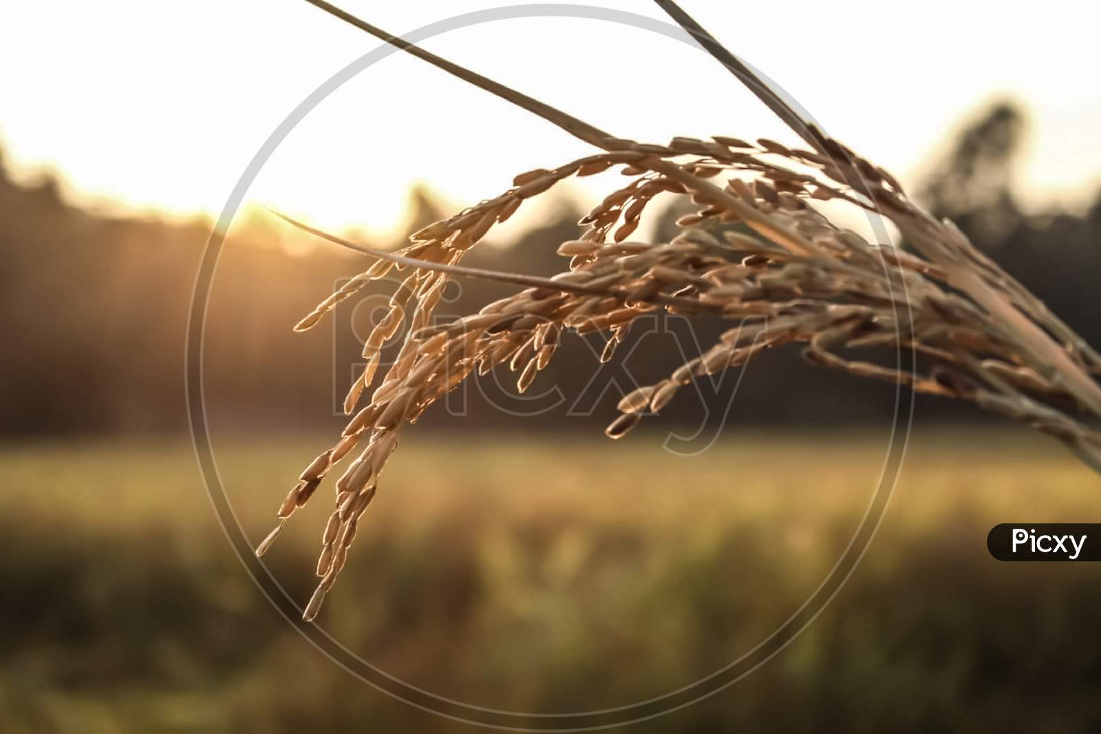 Image of Bunch of paddy at the time of cultivation.-JB041402-Picxy