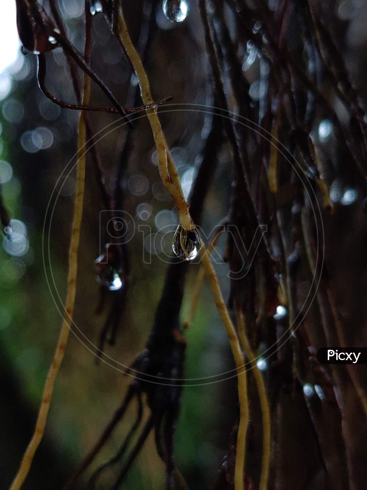 Image of Water Drops On Roots-DB962645-Picxy