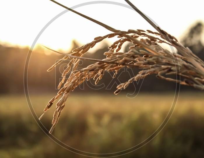 Image of Bunch of paddy at the time of cultivation.-JB041402-Picxy