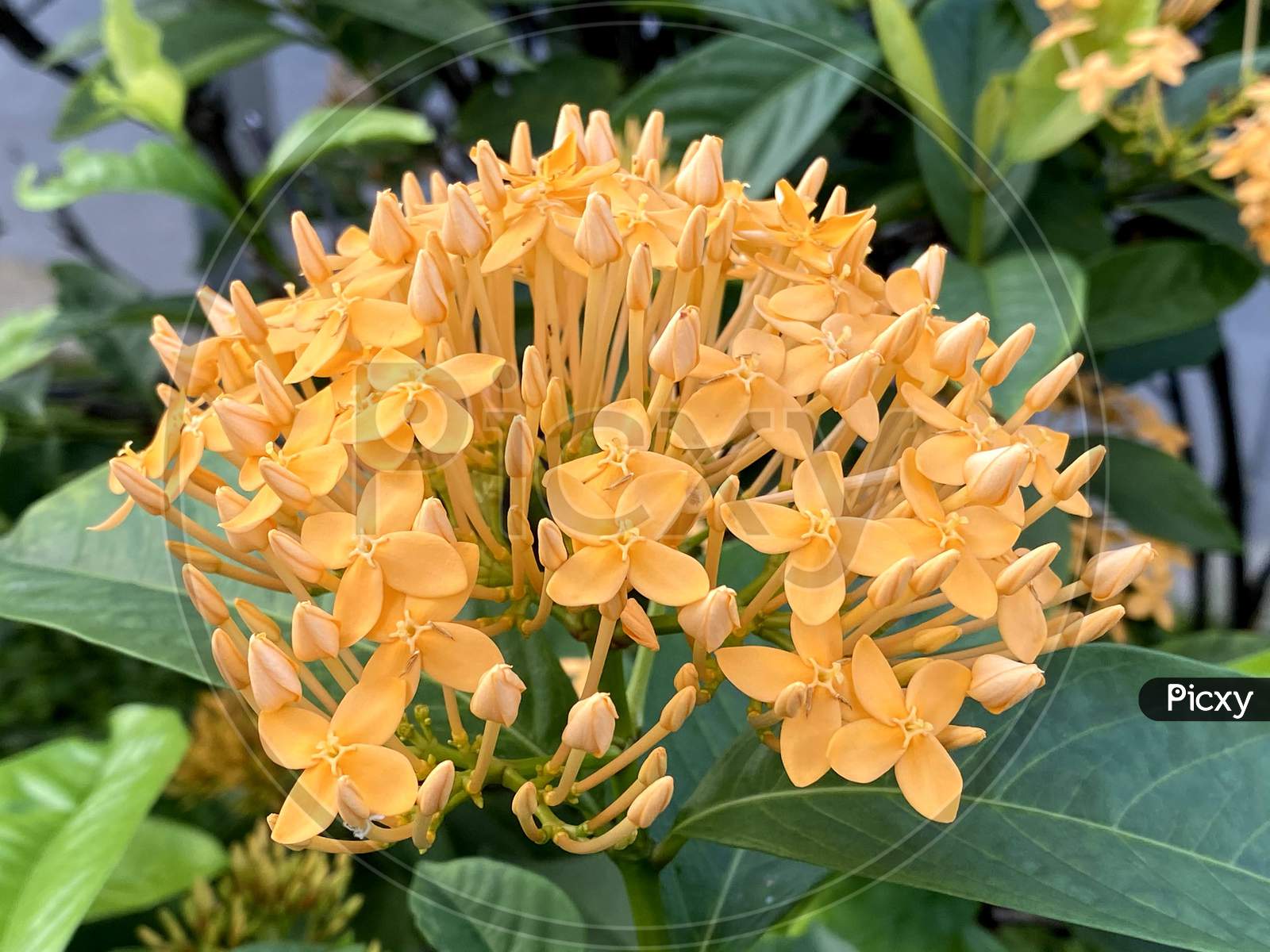 Image of Ixora coccinea, yellow spike flower. King Ixora blooming (Ixora Chinensis). Rubiaceae ...