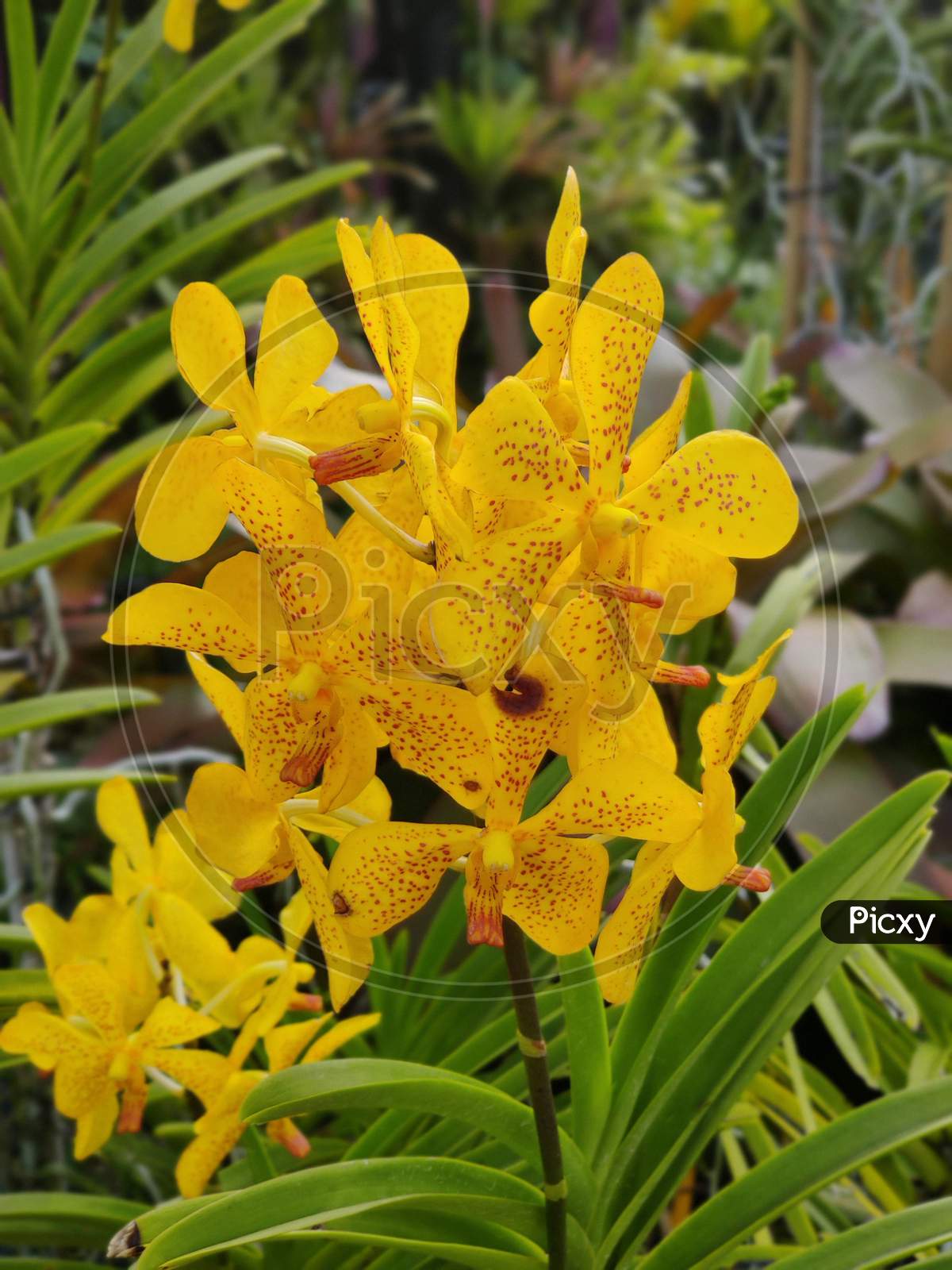 Image of Selective focused view of Fresh yellow Mokara orchid flowers (hybrid orchid) with ...