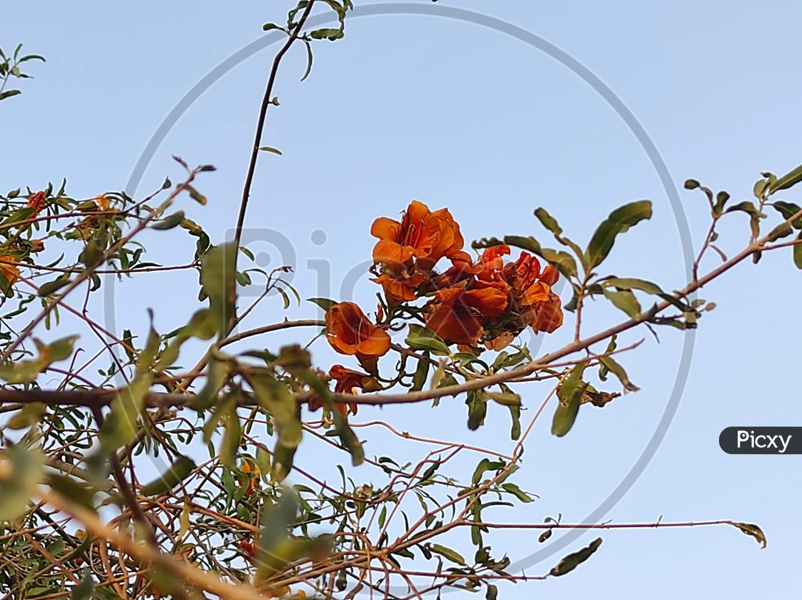 National Flower Of Rajasthan | Best Flower Site