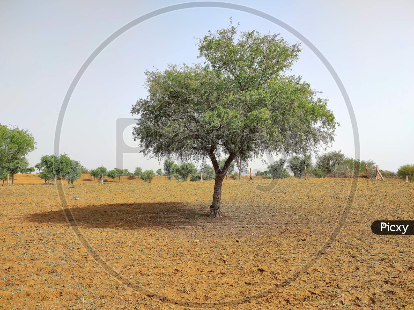 Image of Khejri tree, jant, ghaf, sangri-BJ479056-Picxy