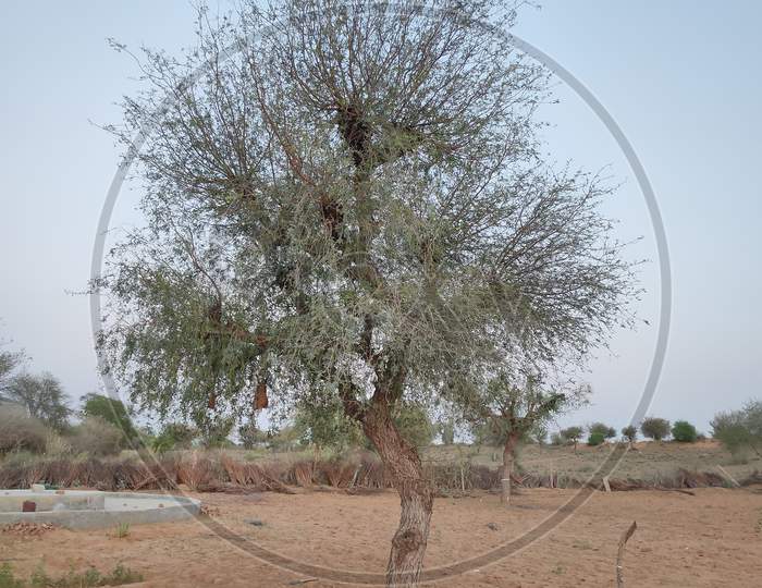 Image of Khejri tree, jant, ghaf, sangri-DM519503-Picxy