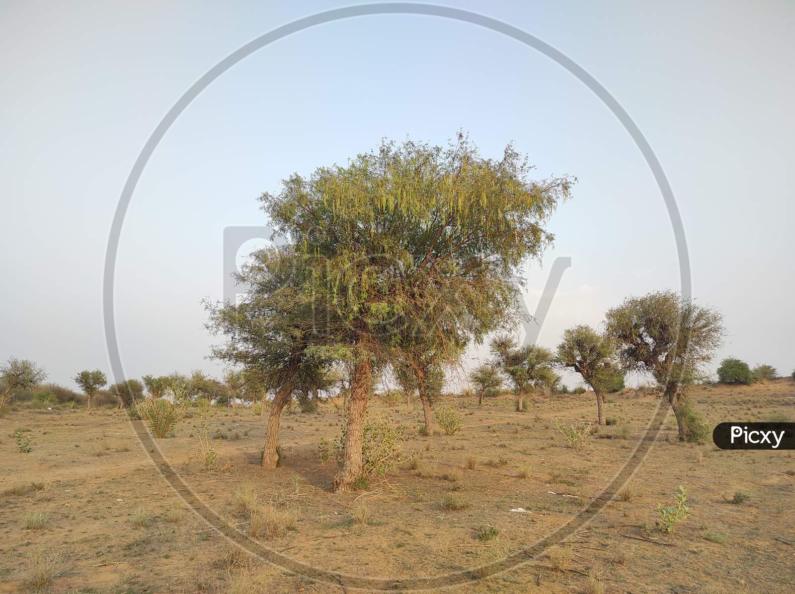 Khejri Tree