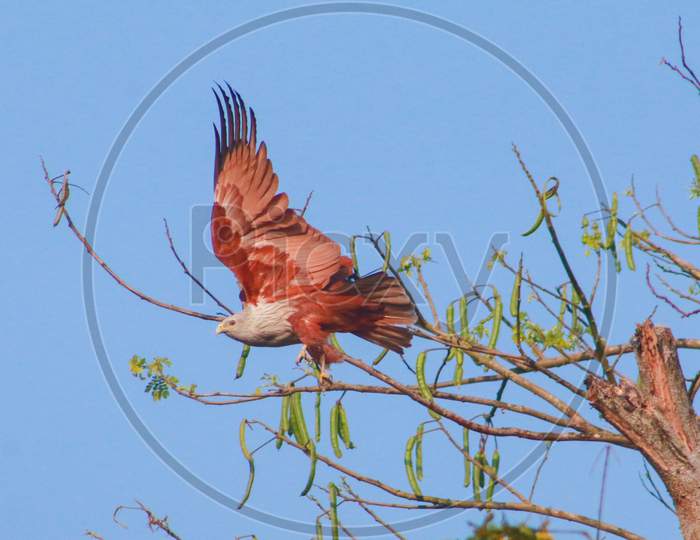 Image of A Brown Kite Bird taking off to fly and prey from a tree at ...