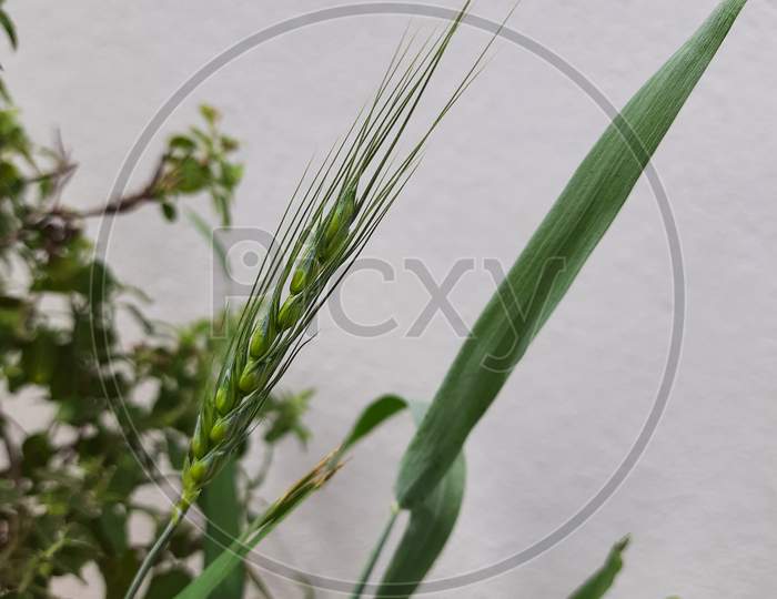 Image of Young paddy seeds or rice growing in a home garden in the pot ...