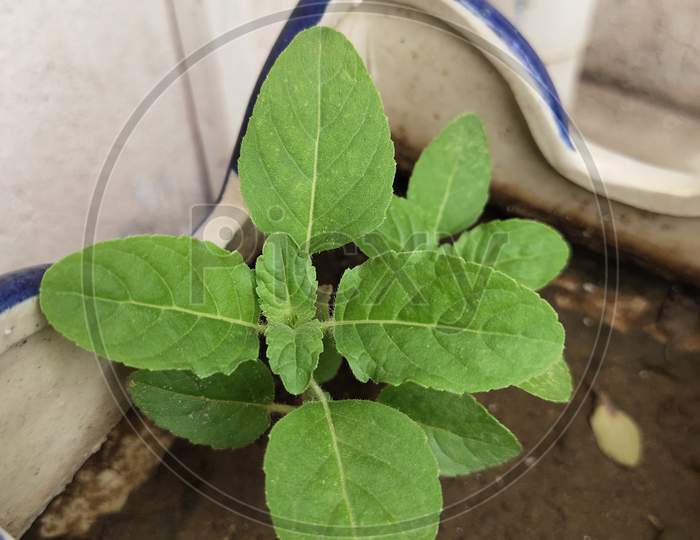 Image of tulsi ka paudha-CH574789-Picxy