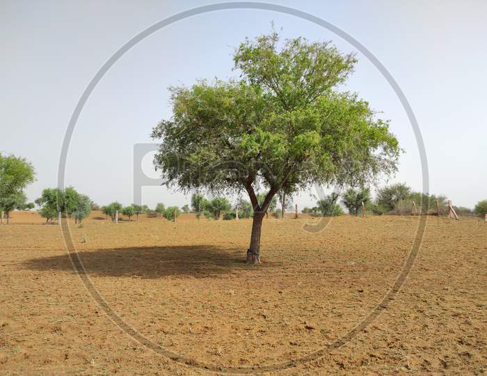 Image of Khejri tree, jant, ghaf, sangri-DM519503-Picxy