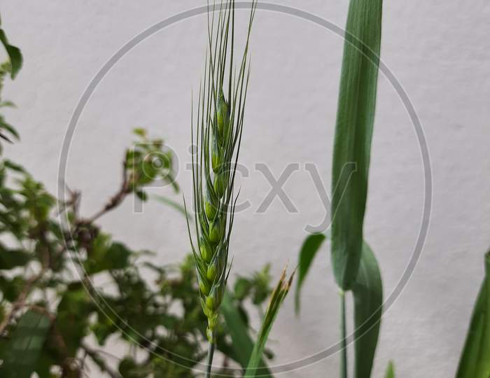 Image of Young paddy seeds or rice growing in a home garden in the pot ...