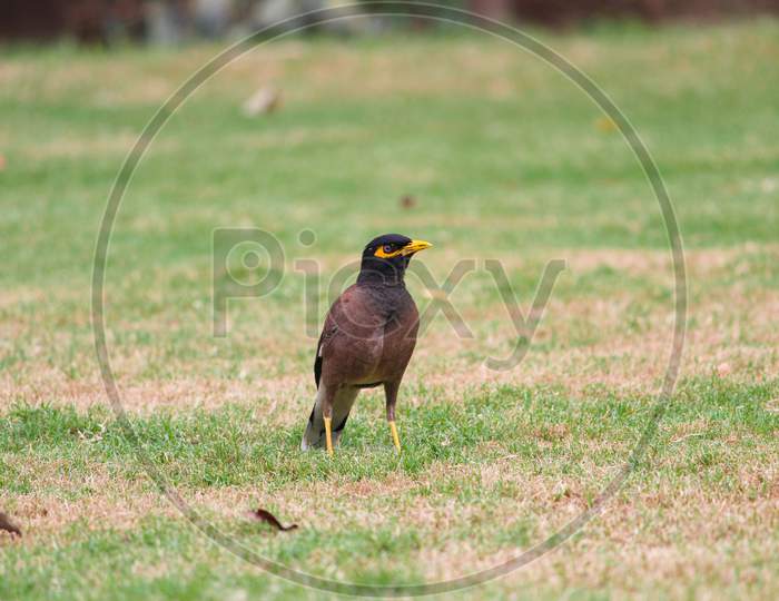 Image of Indian myna in the park-IP842454-Picxy