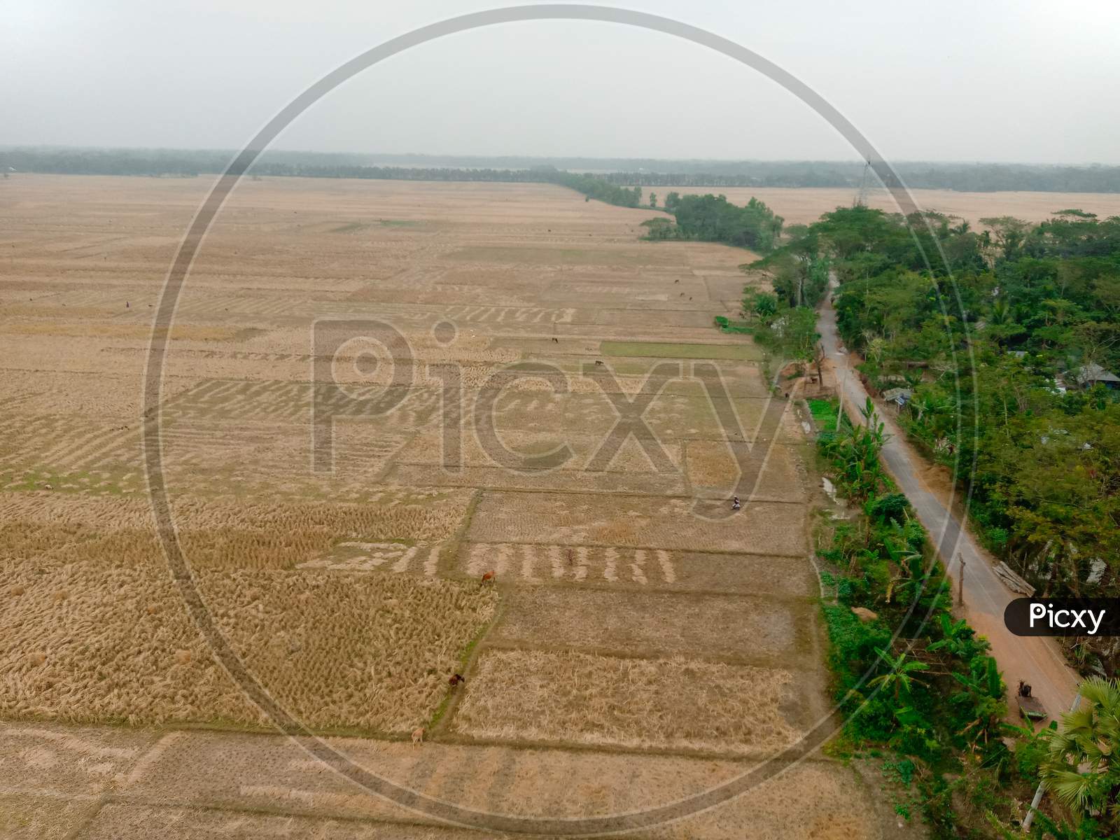 Image of View Of West Gudighata Village In Barguna. The Picture Was ...