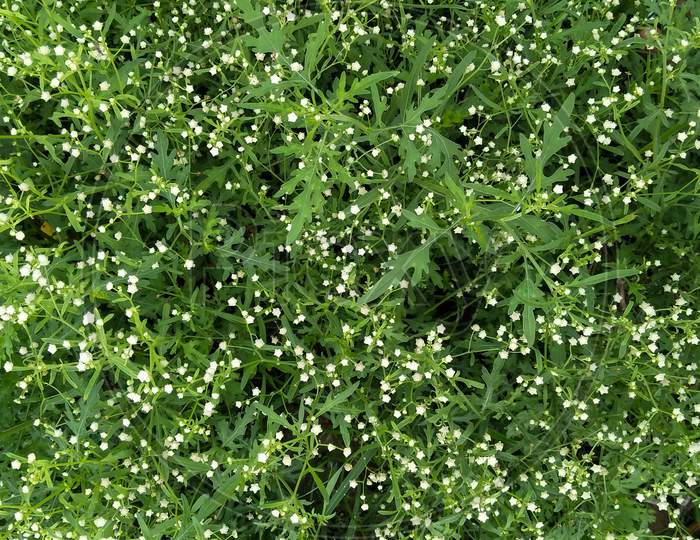 Image of Parthenium hysterophorus is a species of flowering plant in ...