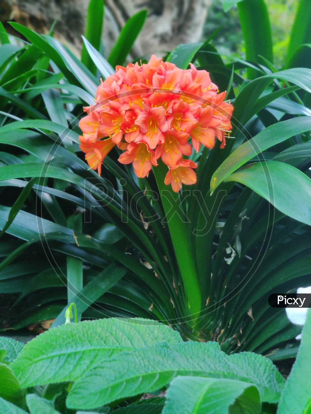 Image of Cluster of orange Clivia flowers in garden Clivia miniata ...