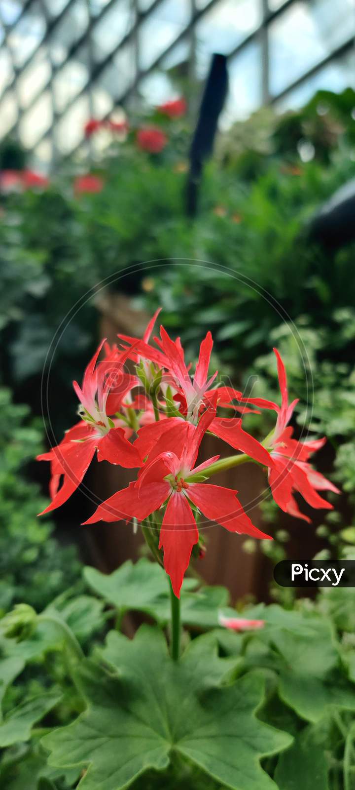 Image of Selective focused view of Vancouver Centennial Stellar ...