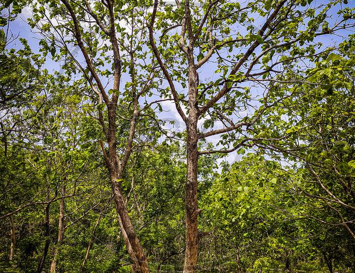 Image of Sarola forest-LJ348240-Picxy