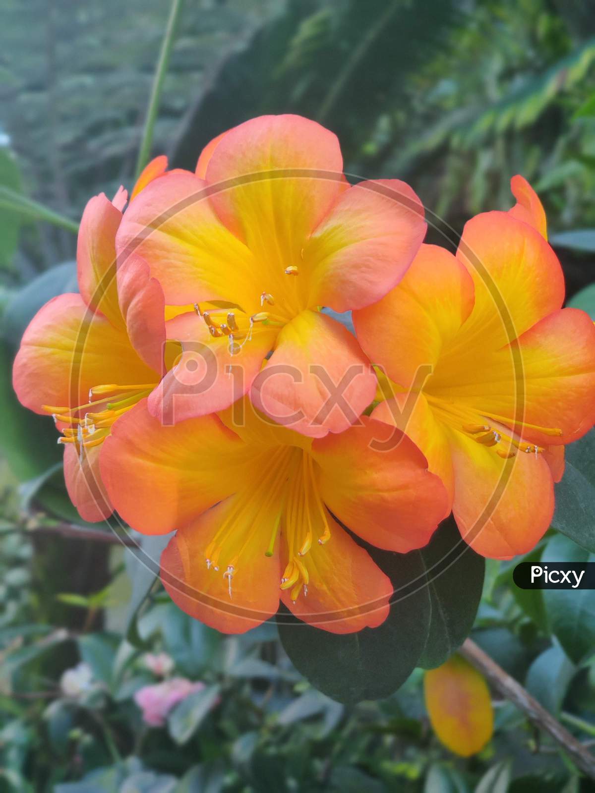 Image of Cluster of orange Clivia flowers in garden Clivia miniata ...