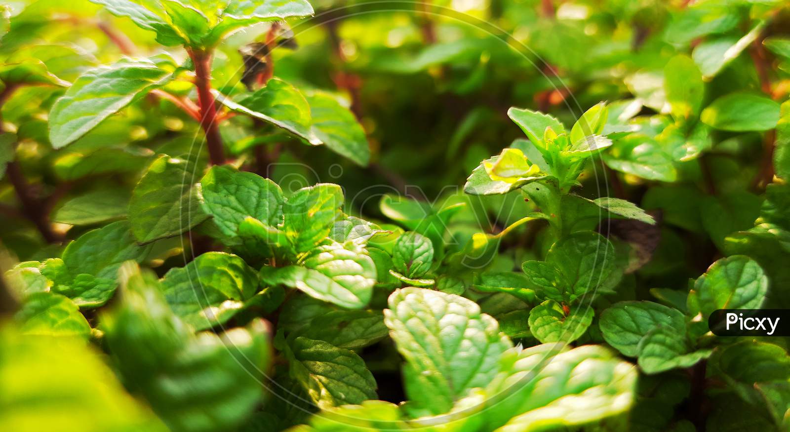 Image of Pudina plant-CZ290458-Picxy