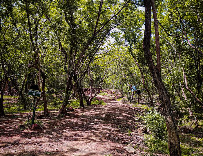 Image of Sarola forest-LJ348240-Picxy