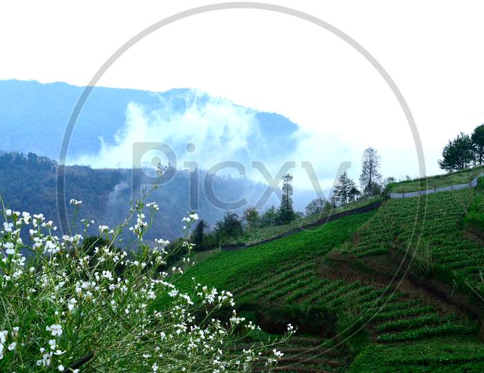 Image of Step Cultivation-MC289623-Picxy