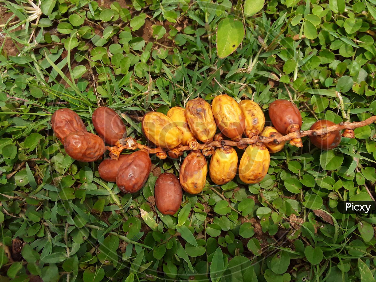 Image of Red ripe date palm fruit on green grass on the ground-MP042462 ...