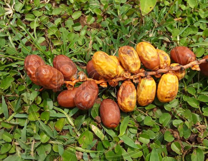 Image of Red ripe date palm fruit on green grass on the ground-MP042462 ...