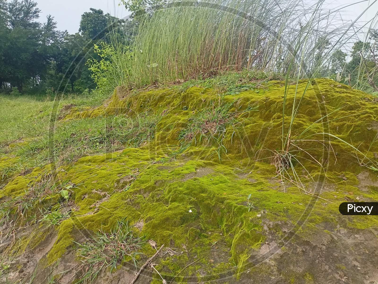 Image of Algae mountain-UD040296-Picxy
