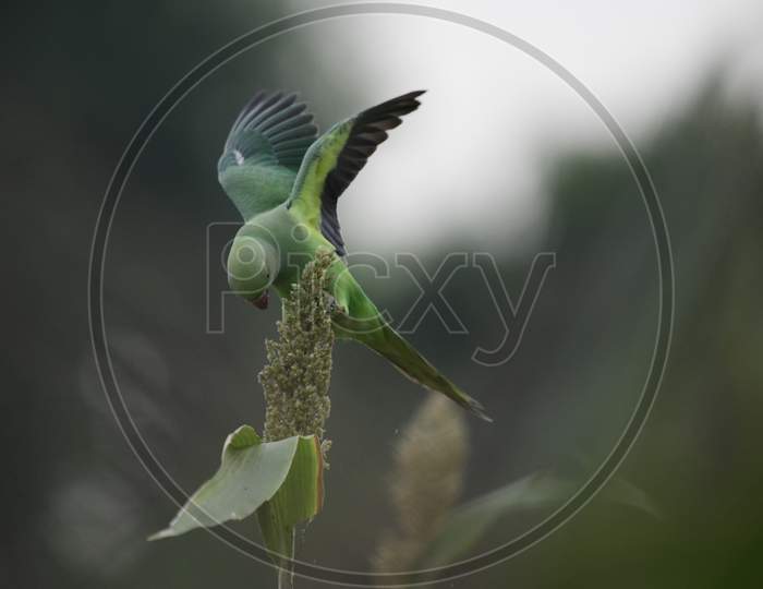 Image of PIKOK-PX437136-Picxy