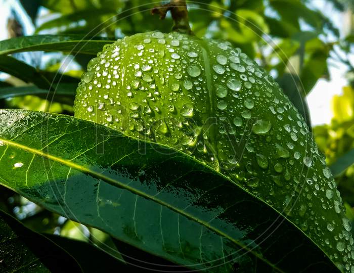 Image of Green Unripe Mango With Water Drops .-ET377529-Picxy
