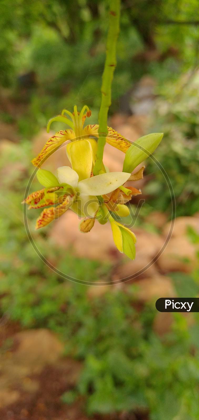 Image of The tamarind flower is very nice and garden nature of very ...